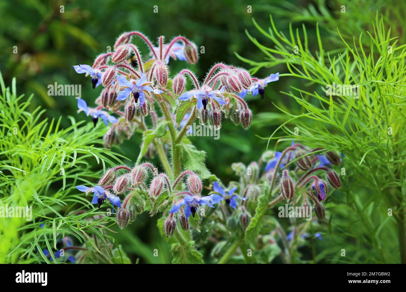 Borage flowers hi-res stock photography and images - Alamy