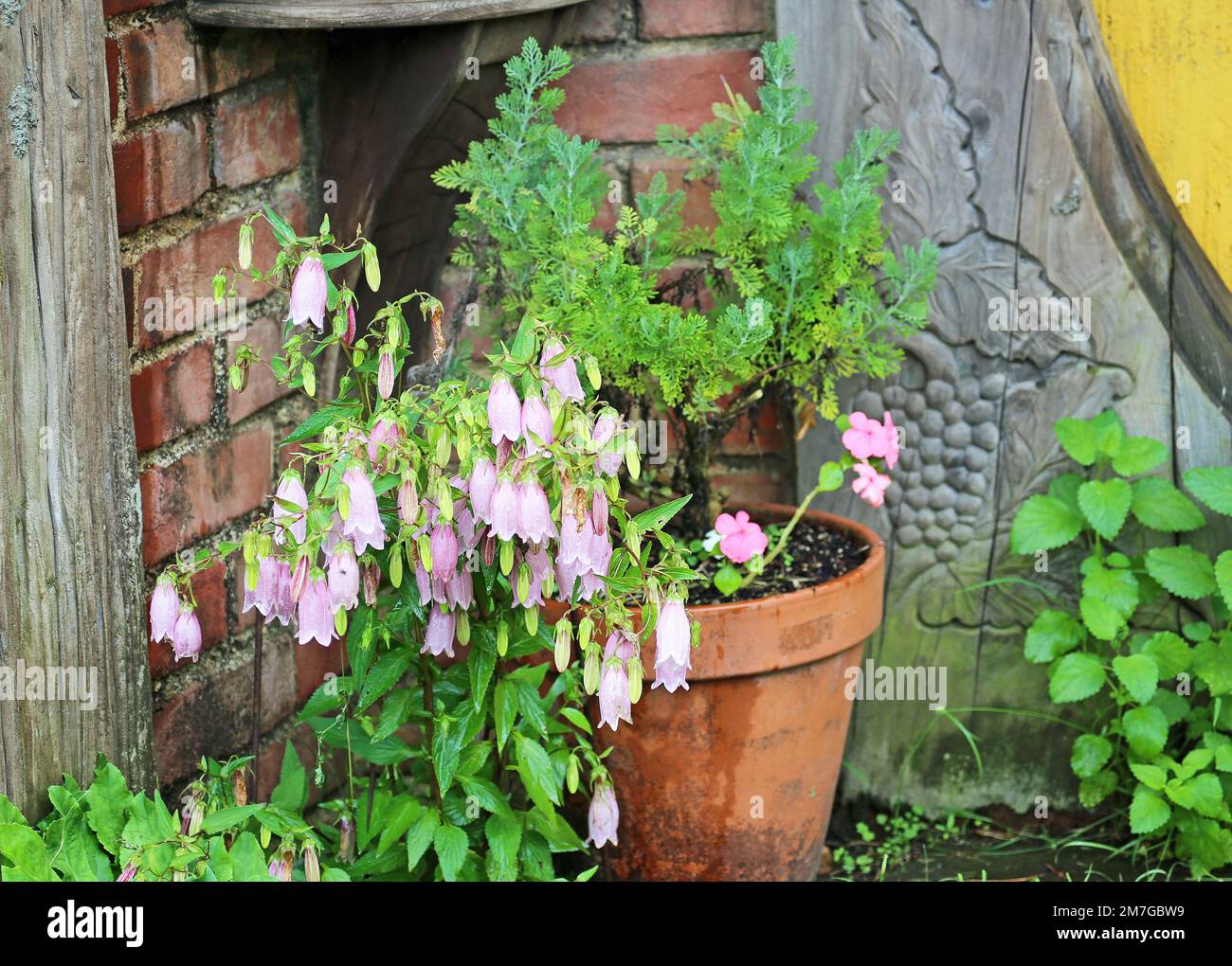 Spotted bellflowers hi-res stock photography and images - Alamy