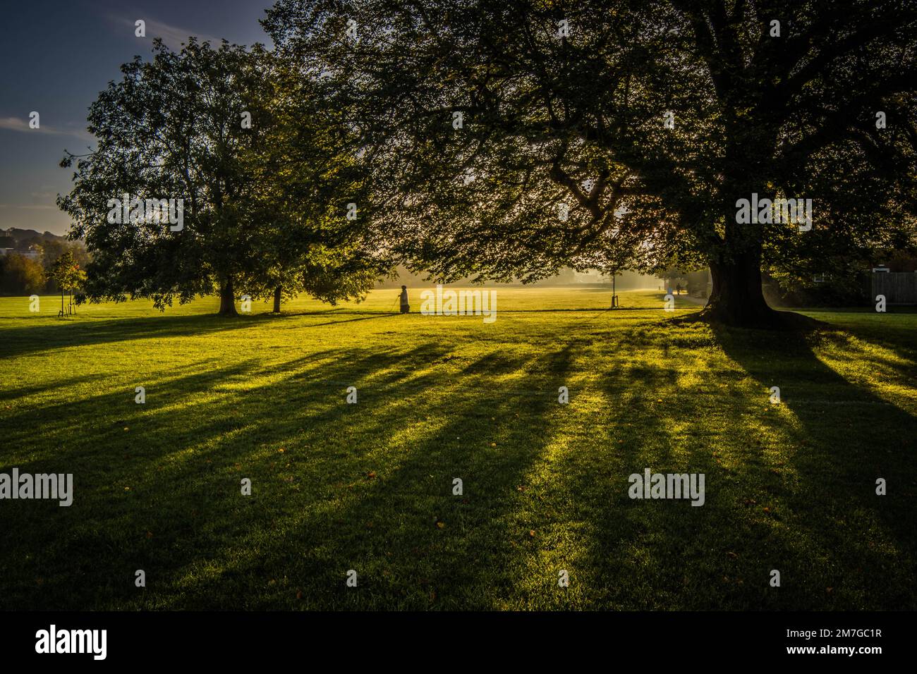 A beautiful view of a big tree in the field covered with the sunlights ...