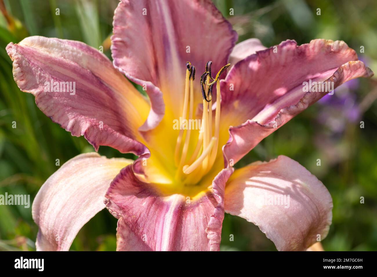 Close up of a pink daylily flower in bloom Stock Photo - Alamy