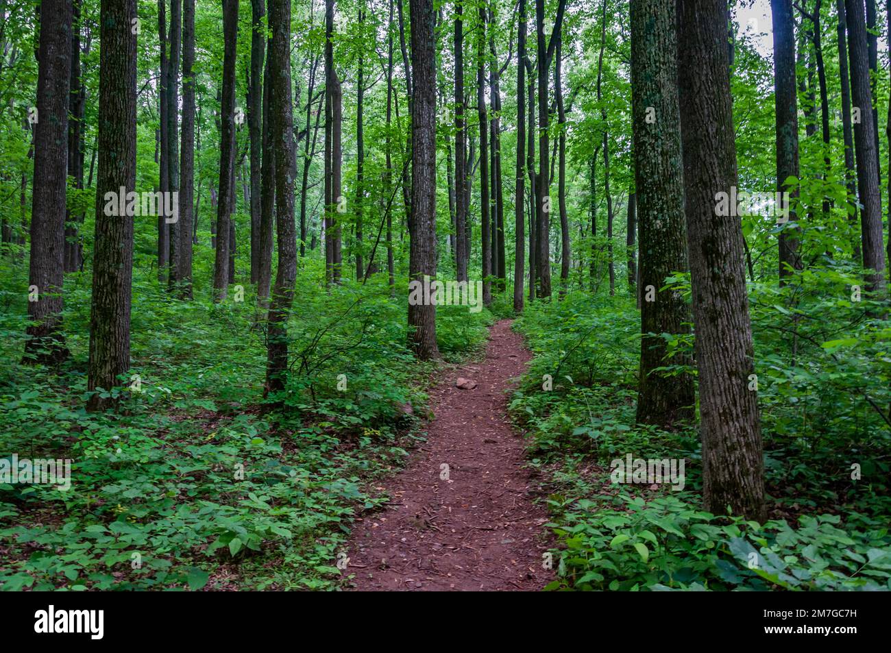 A Late Spring Walk in the Forest, Shenandoah National Park Virginia USA ...