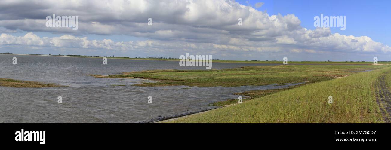 a stunning panorama of a green salt marsh in the westerschelde sea at ...