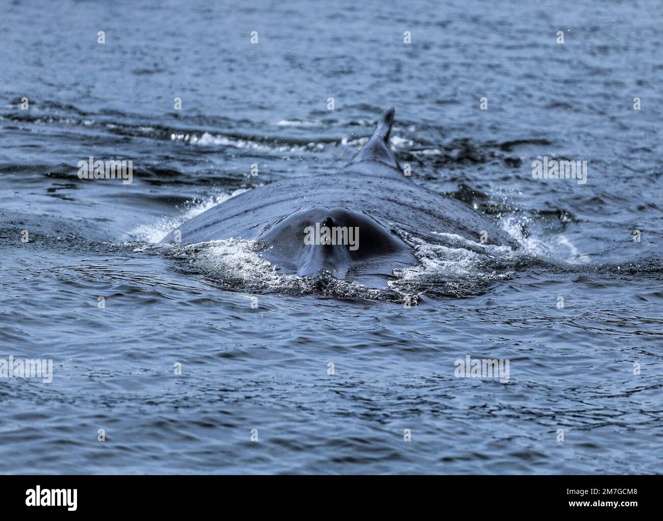 Close-up of the back of a humpback whale in the ocean Stock Photo - Alamy