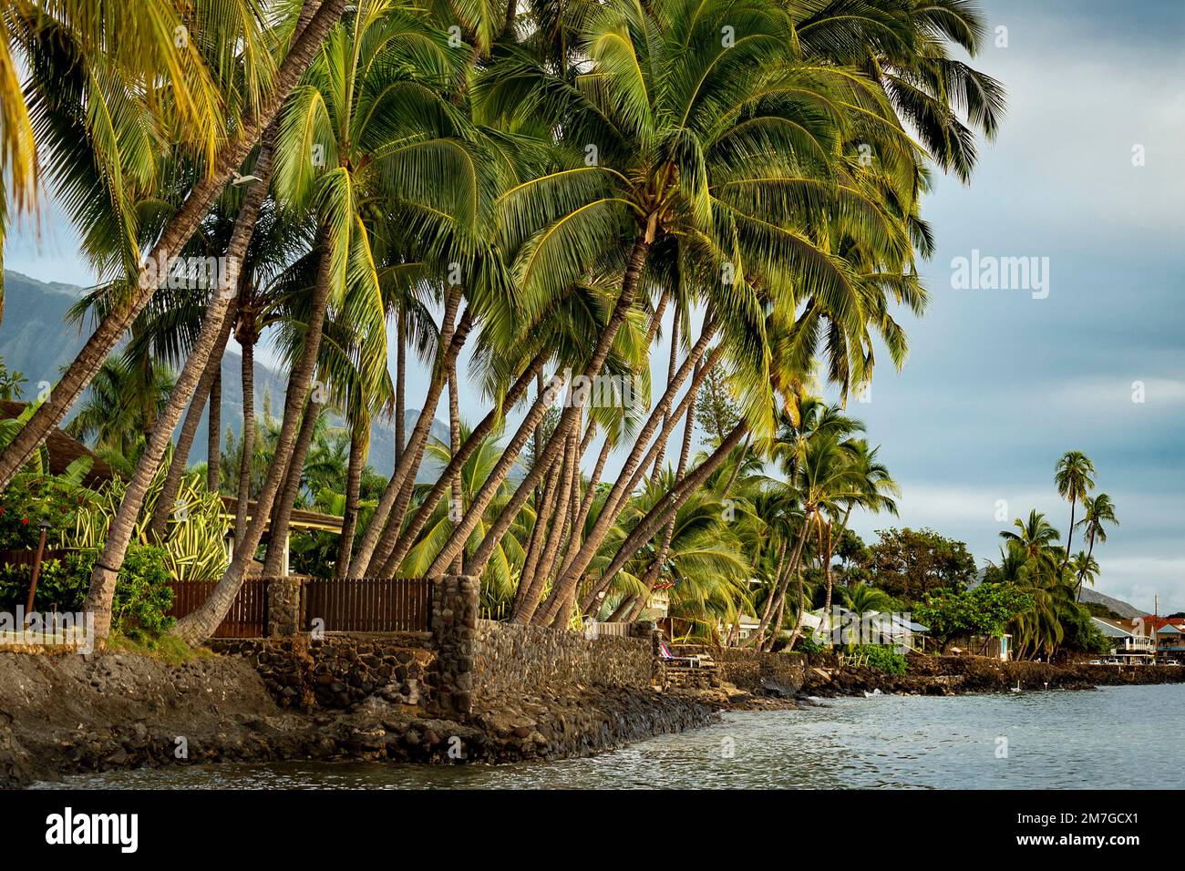 Lush palm trees in Lahaina, Maui, Hawaii Stock Photo - Alamy