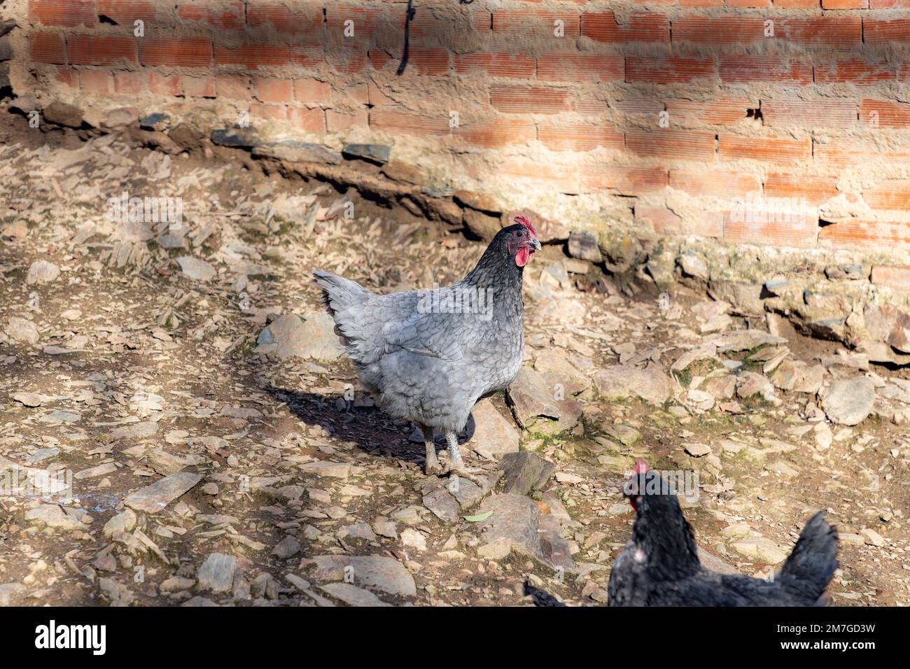 Beautiful chickens hi-res stock photography and images - Alamy