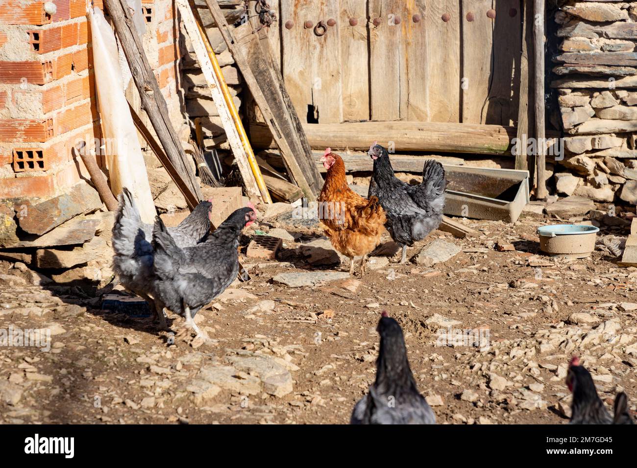 Beautiful chickens hi-res stock photography and images - Alamy