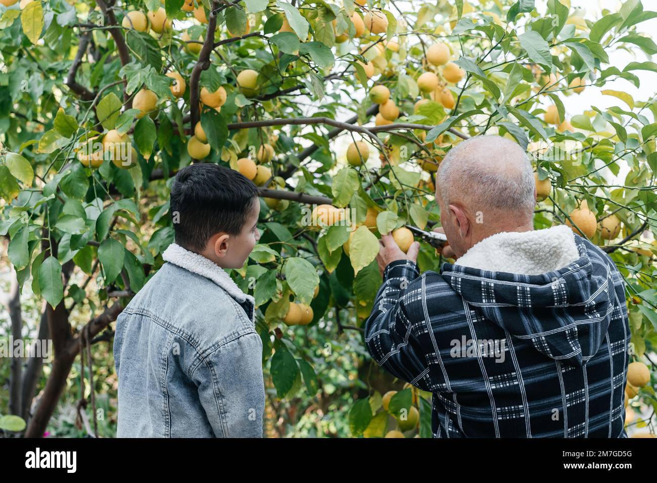 Senior farmer grandfather with grandson picks up lemons at a local ...