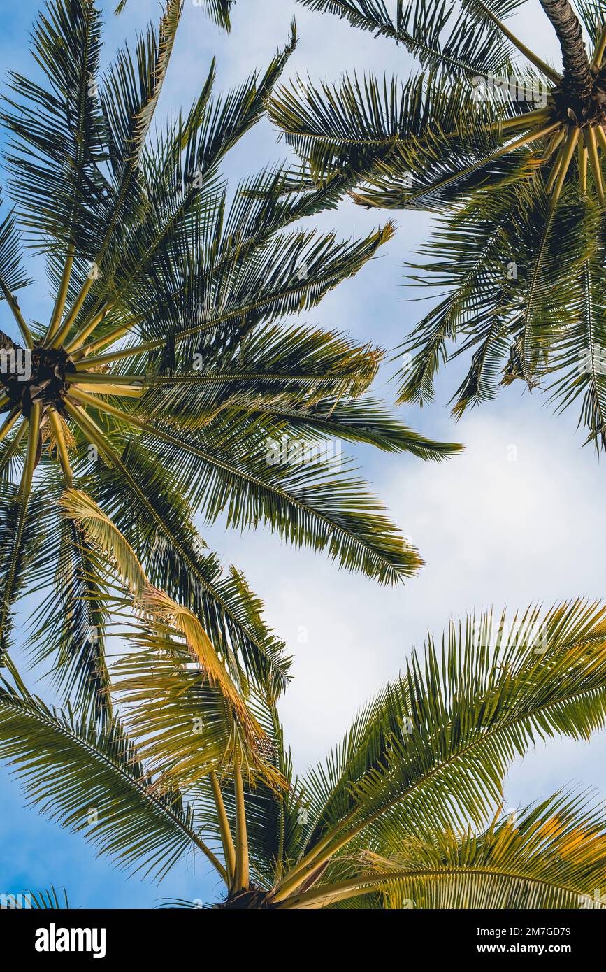 Bottom view of Palm trees in Hawaii, USA Stock Photo - Alamy
