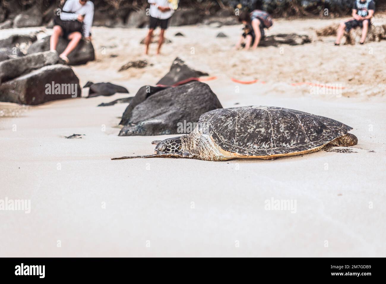 Hawaiian green sea turtle or honu is native to Hawaii Stock Photo - Alamy