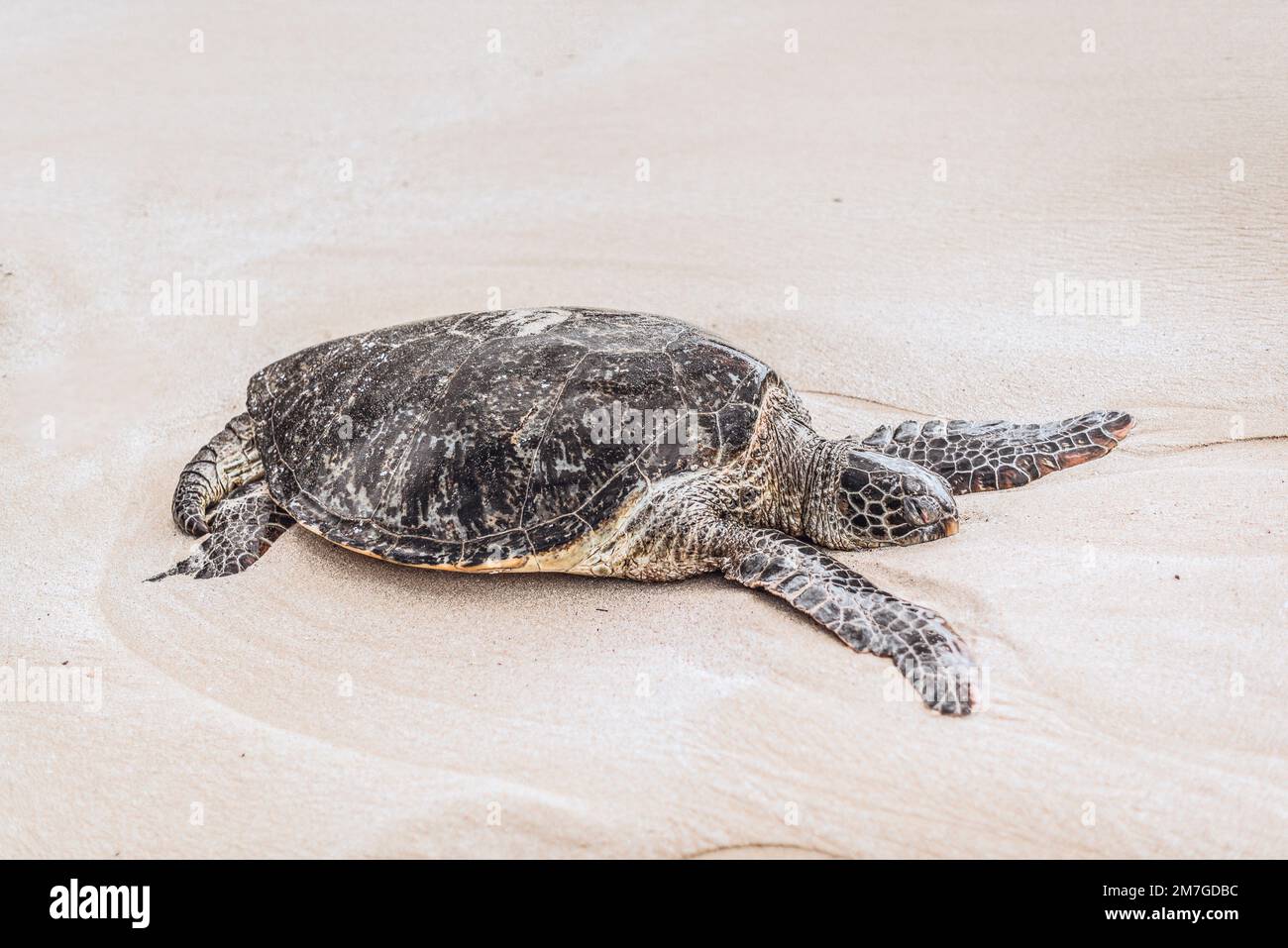 Hawaiian green sea turtle or honu is native to Hawaii Stock Photo - Alamy