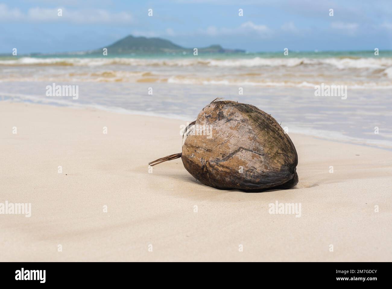 Coconut washes up on the shore on a tropical beach in Hawaii Stock ...