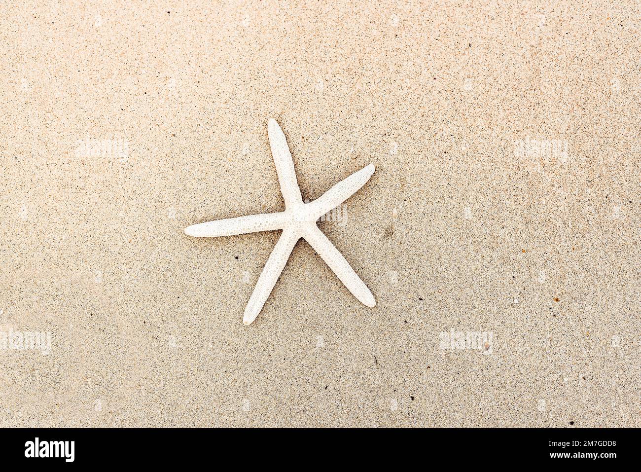 Starfish washes up on the shore on a tropical beach in Hawaii Stock ...