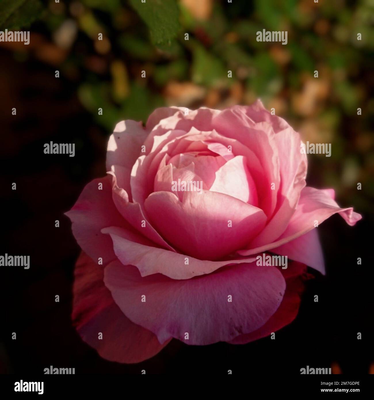 Charming species hi-res stock photography and images - Alamy