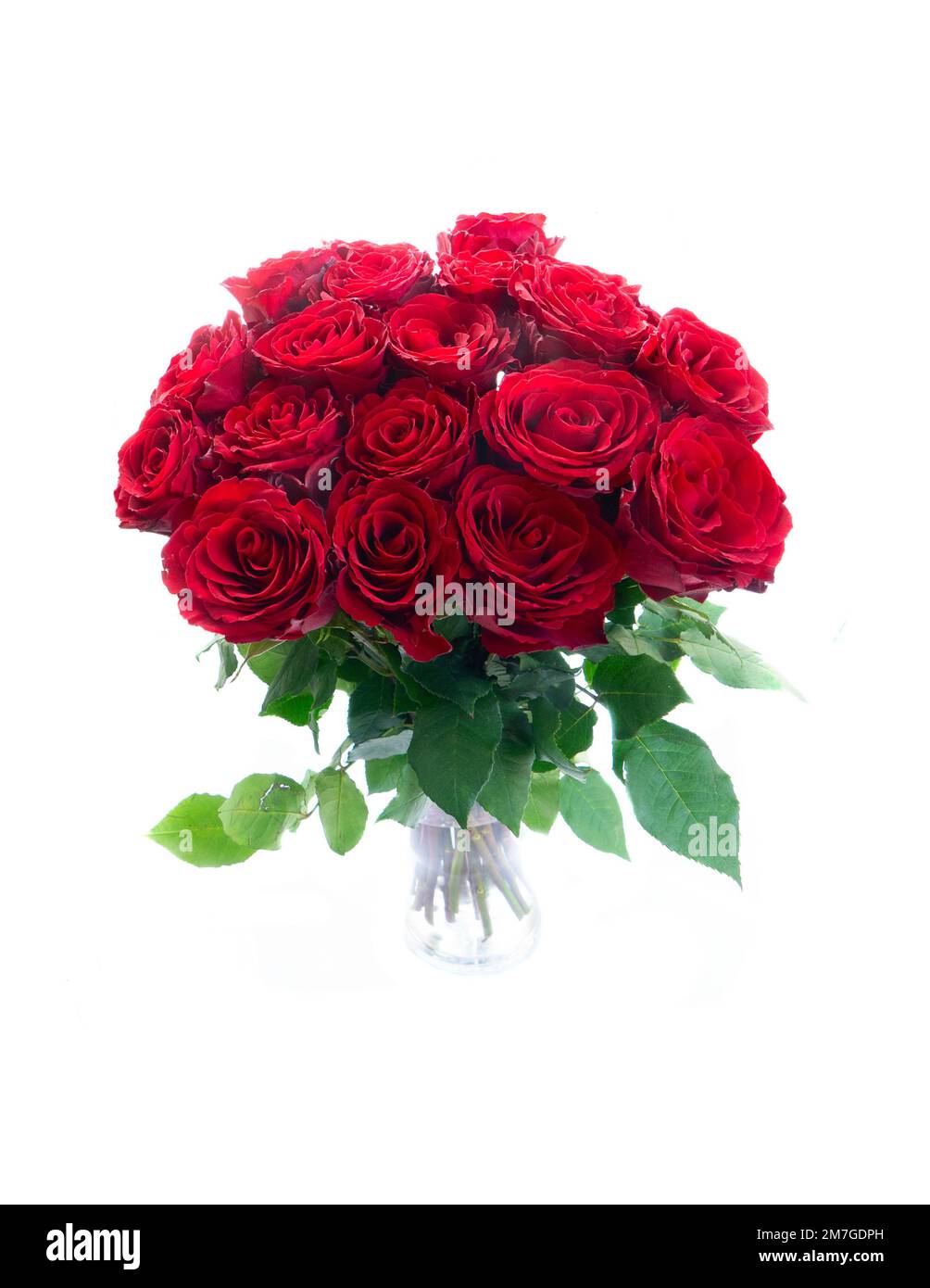 Blooming rose bush beautiful red Cut Out Stock Images & Pictures - Alamy