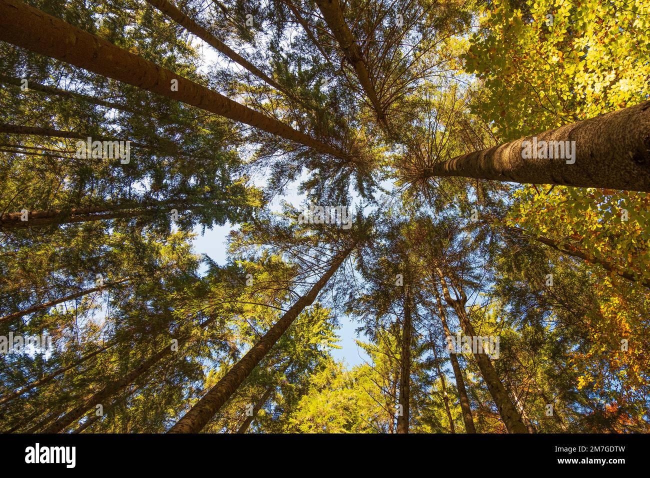 Bottom view summer pine forest hi-res stock photography and images - Alamy