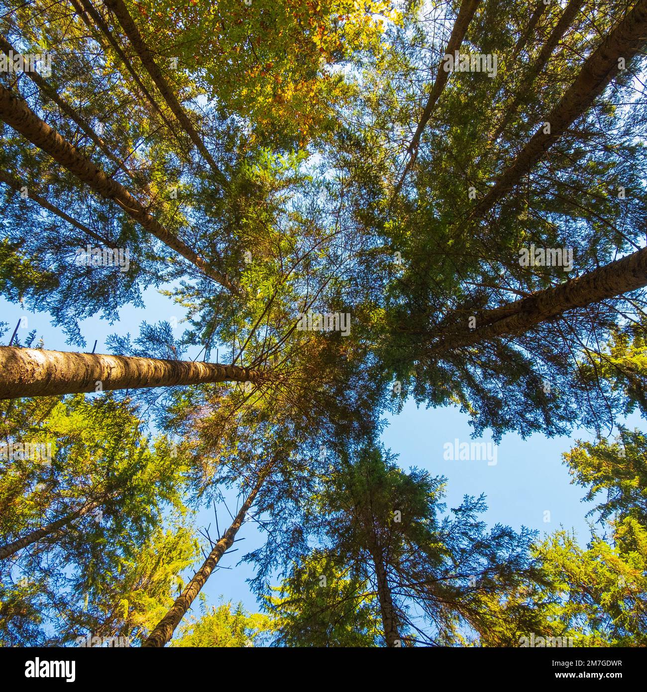 Bottom view summer pine forest hi-res stock photography and images - Alamy