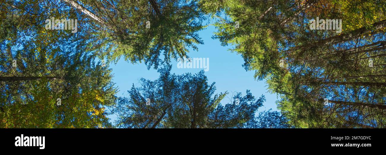 sonsnovy forest view from below, carpathians ukraine Stock Photo - Alamy
