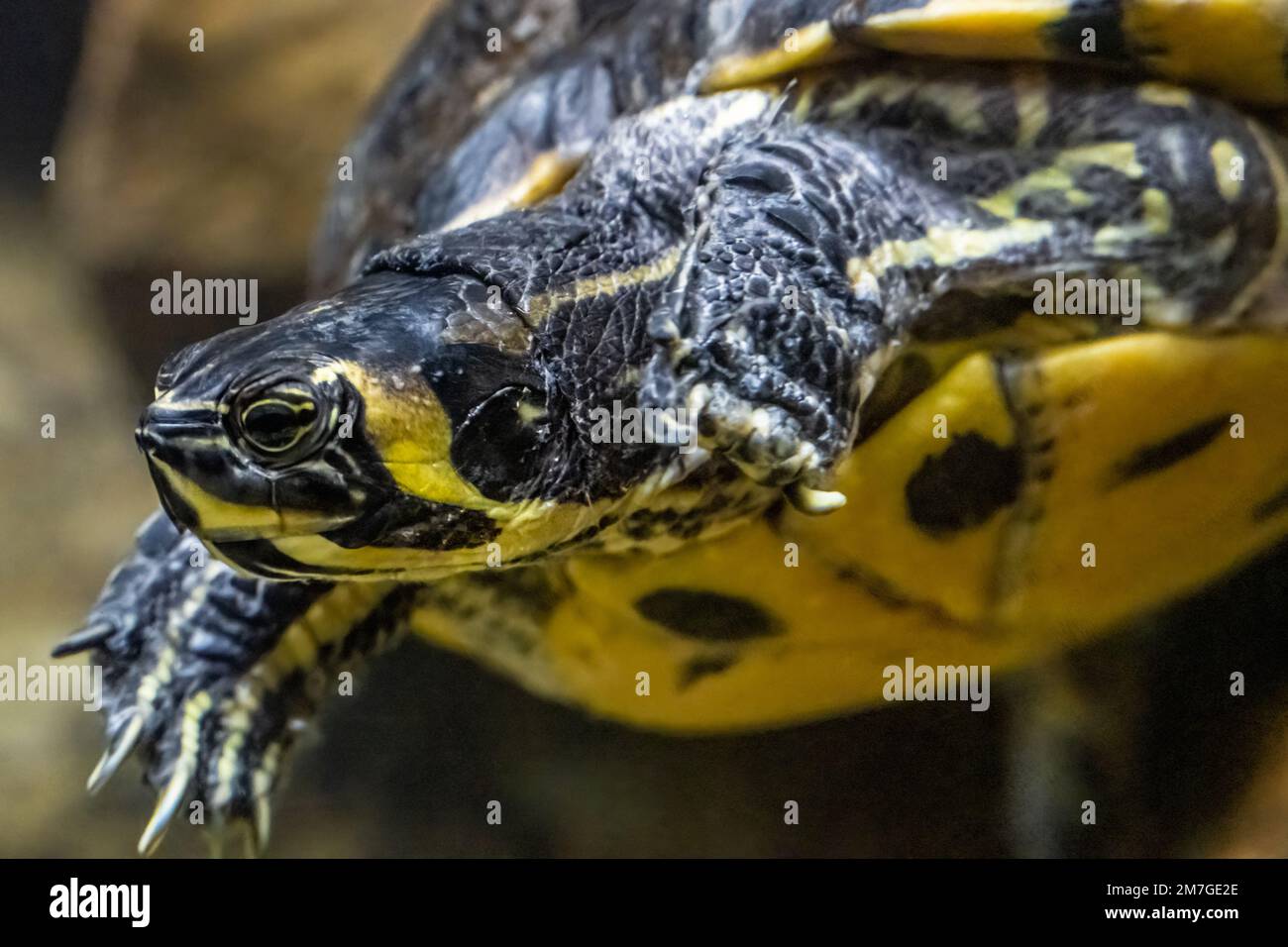Yellow bellied slider turtle swimming hi-res stock photography and ...