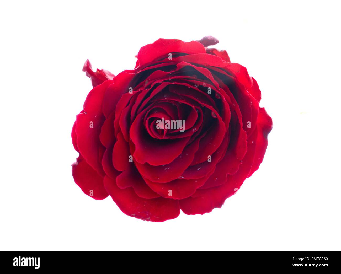 Crimson red rose flowers Stock Photo - Alamy