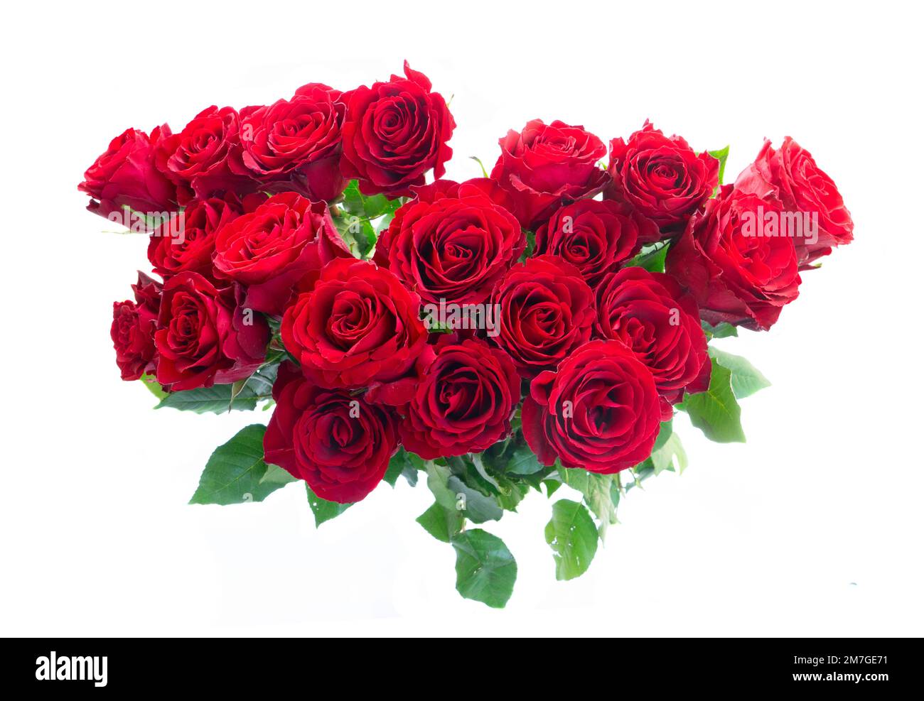 Crimson red rose flowers Stock Photo - Alamy