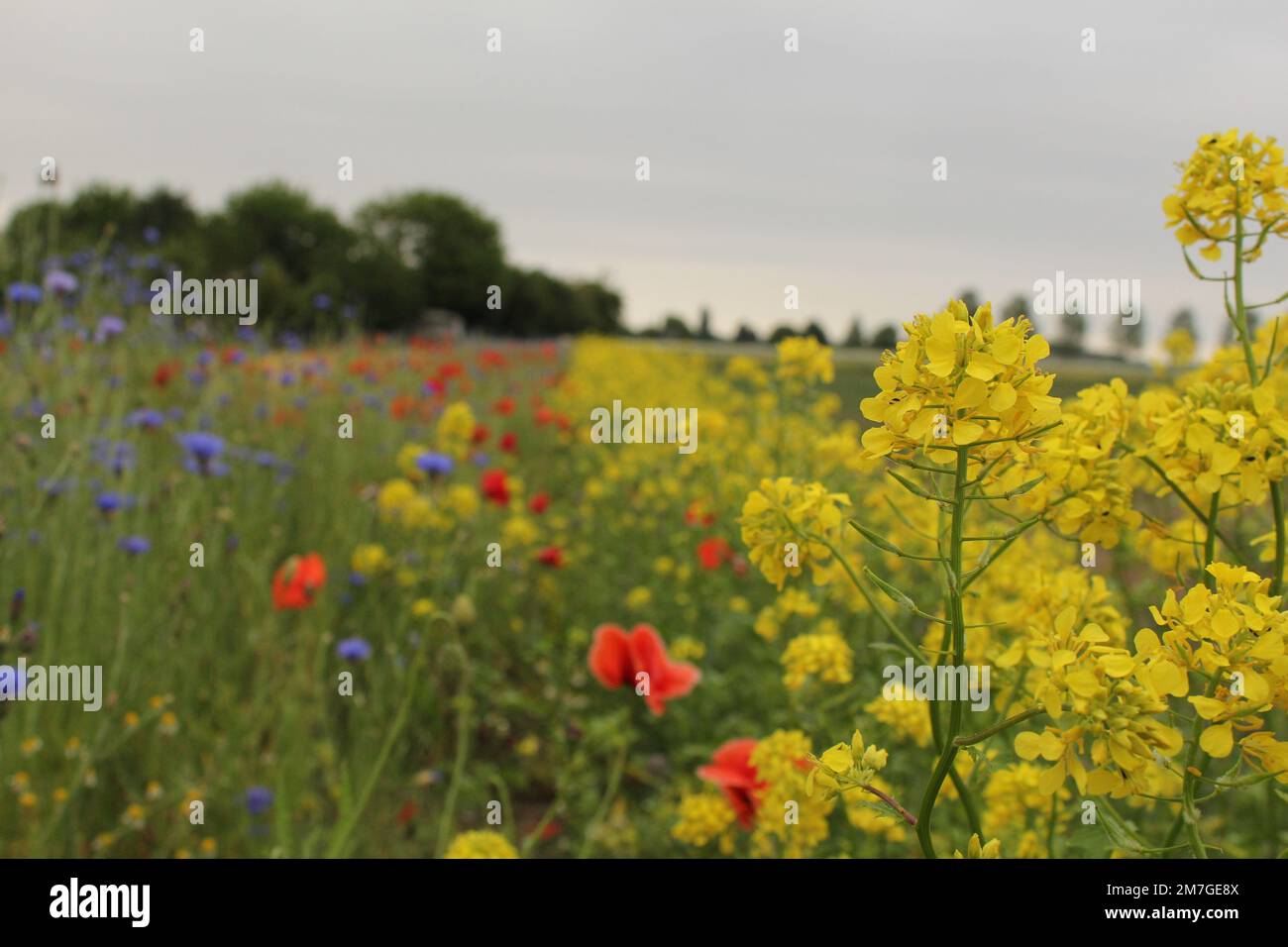 beautiful colorful field margin with a variety of wild flowers as ...