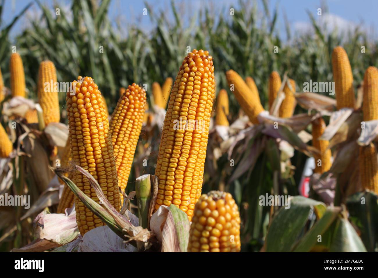 a group of big yellow maize crops closeup in the fields at a summer day ...