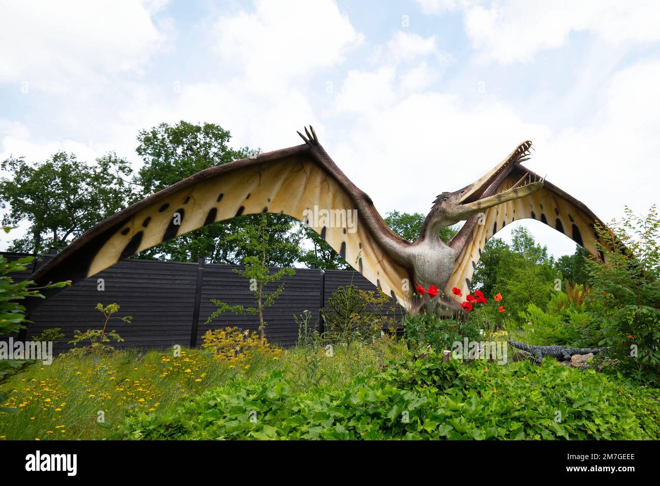 Cearadactylus is a large anhanguerid pterodactyloid pterosaurs Stock ...