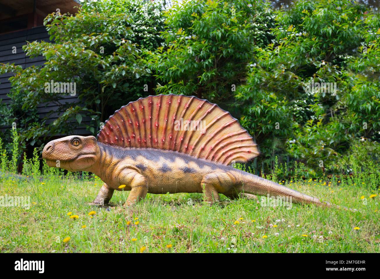 Close up shot of Edaphosaurus Dinosaur model at dino parc Stock Photo ...