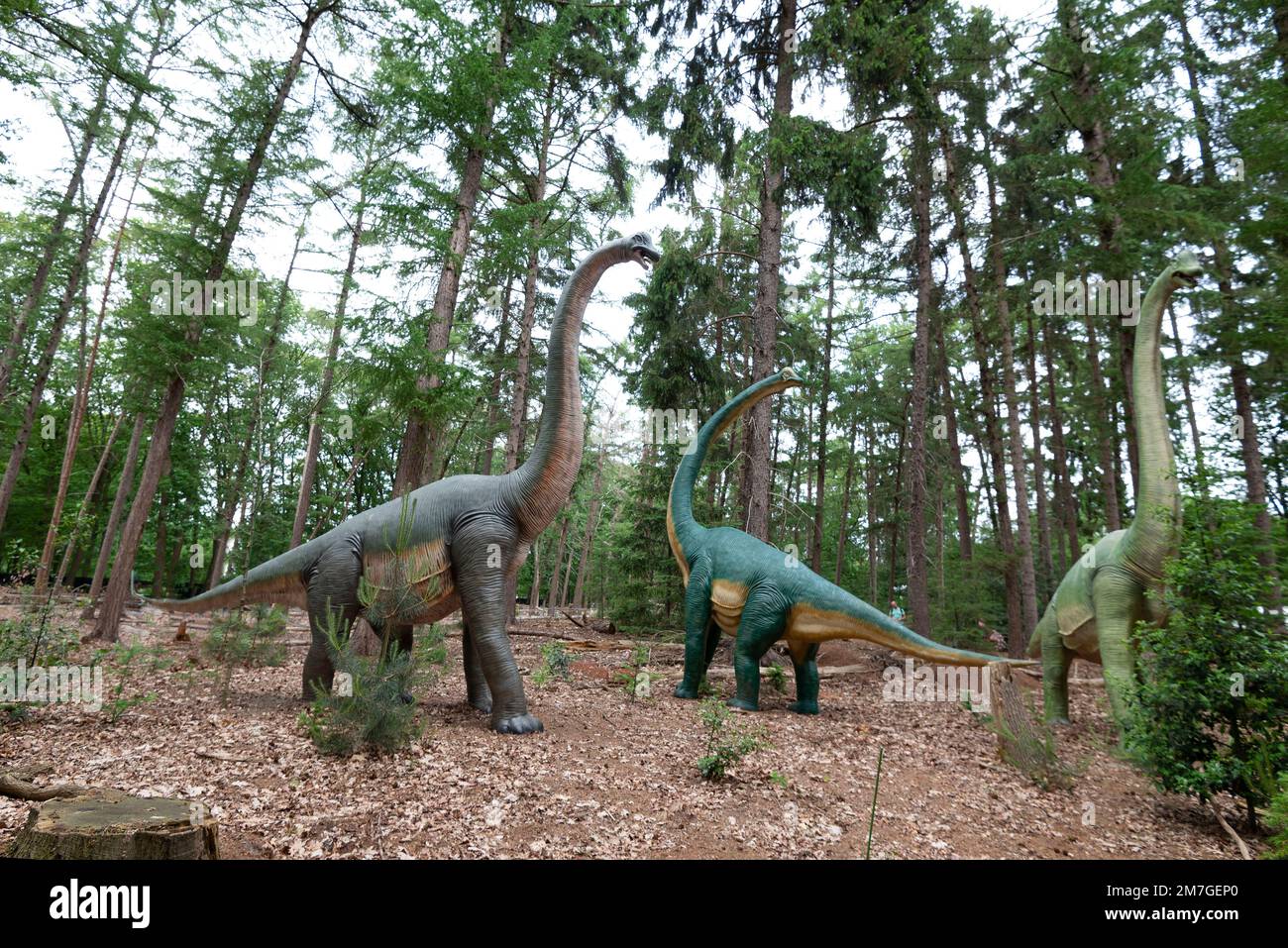 A realistic Diplodocus dinosaur in a wild forest Stock Photo - Alamy