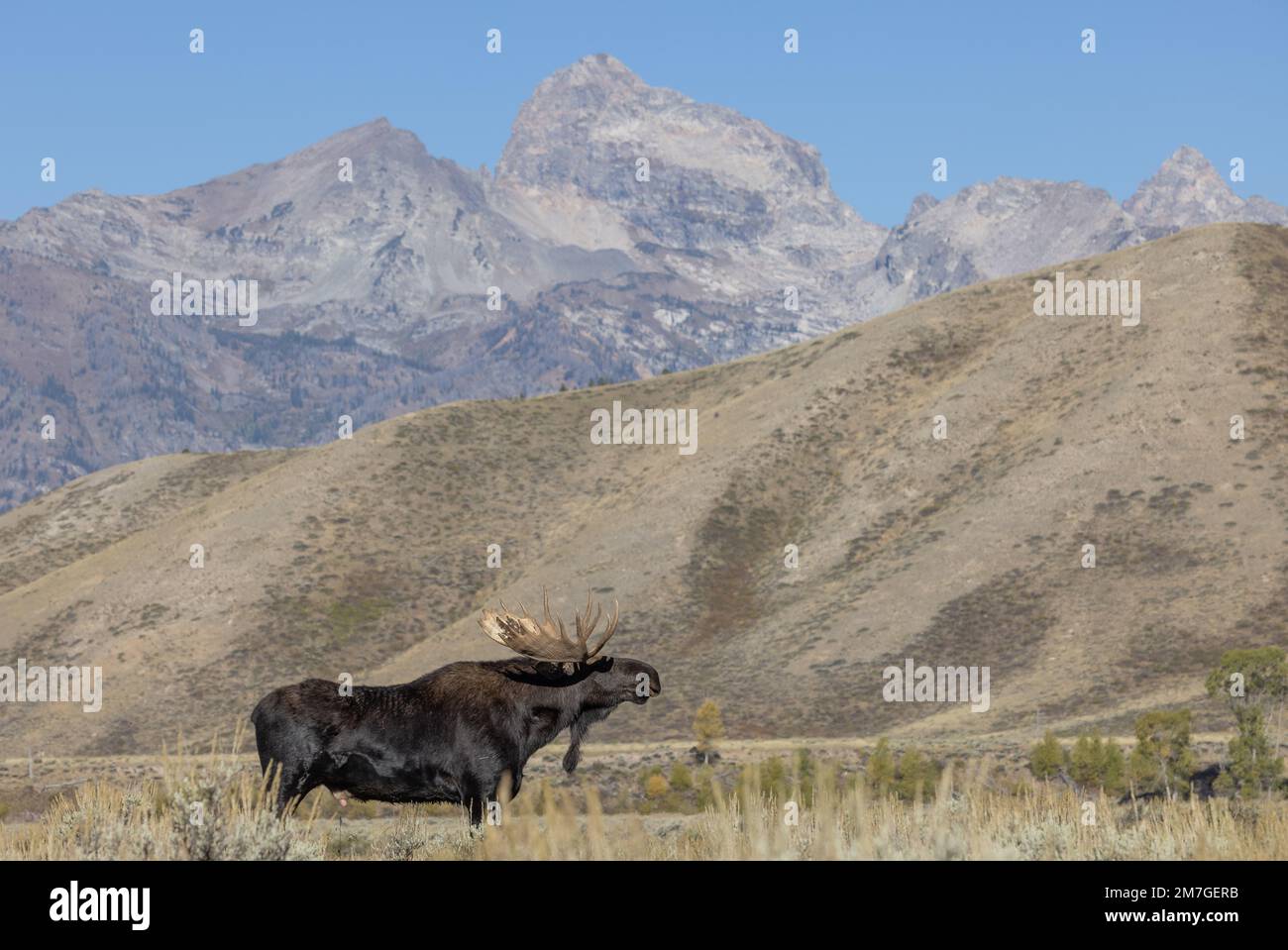 Bull Moose During the Rut in Wyoming in Autumn Stock Photo - Alamy