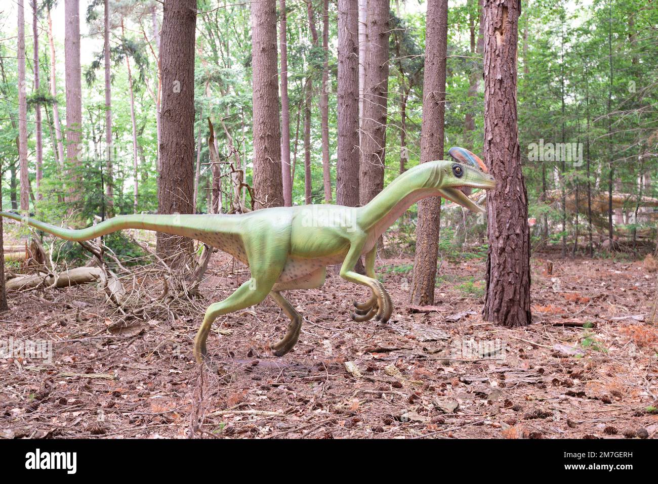 Velociraptor Dinosaur in a green natural environment Stock Photo - Alamy