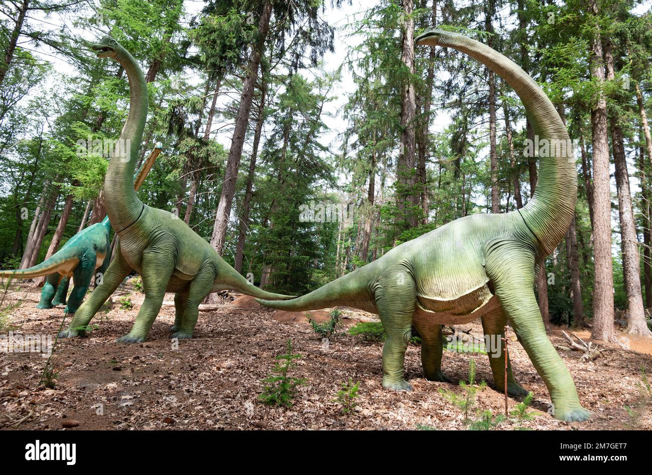 A realistic Diplodocus dinosaur in a wild forest Stock Photo - Alamy