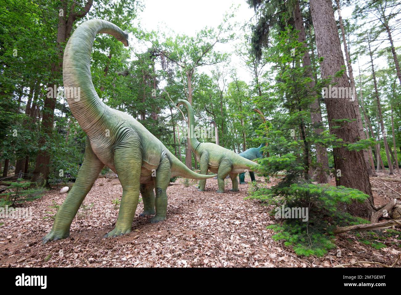 A realistic Diplodocus dinosaur in a wild forest Stock Photo - Alamy