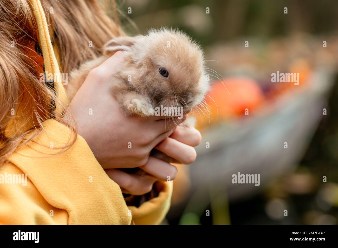 Fluffy little fox rabbit in children's hands on an autumn background ...