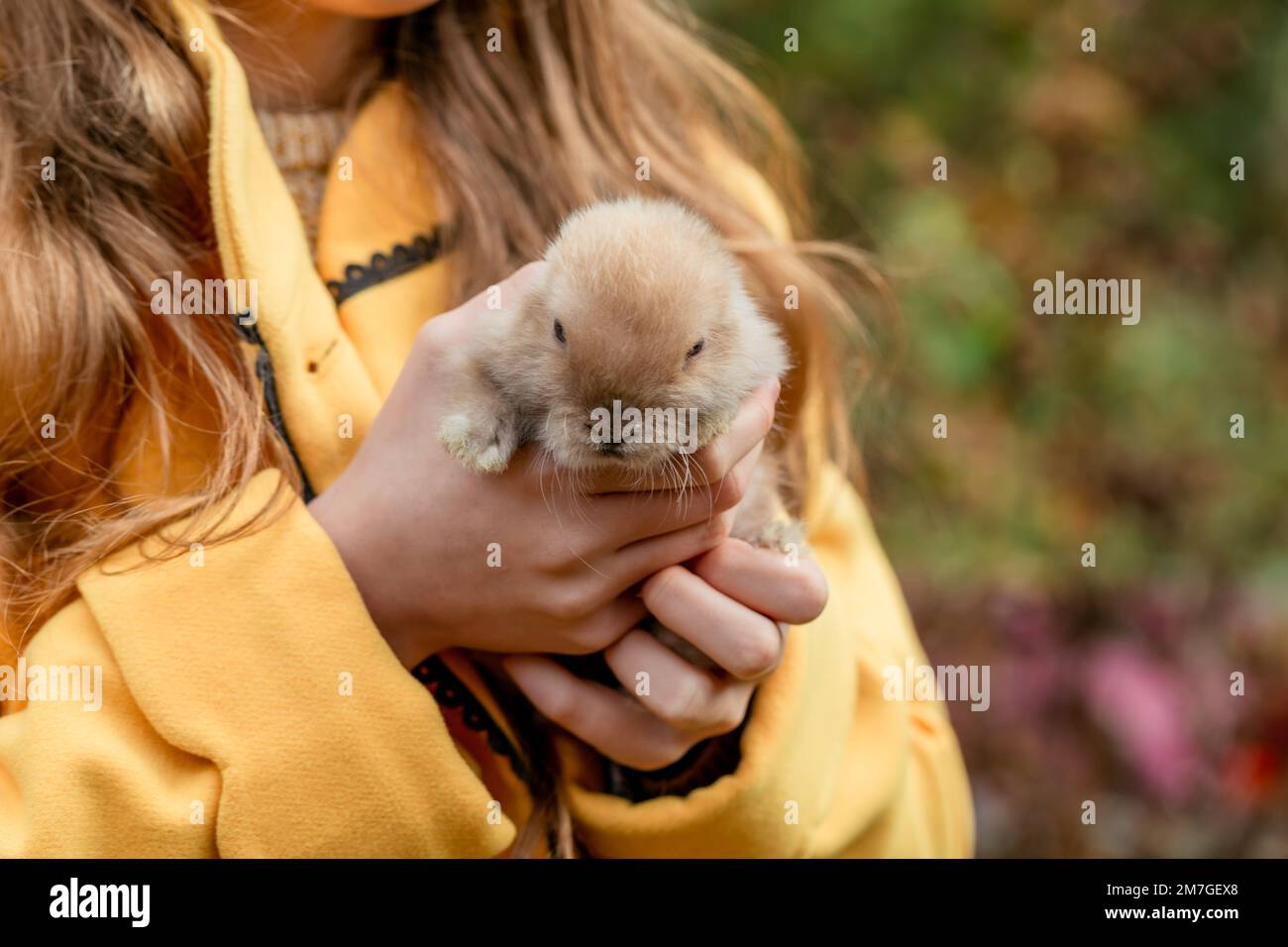 Fluffy little fox rabbit in children's hands on an autumn background ...