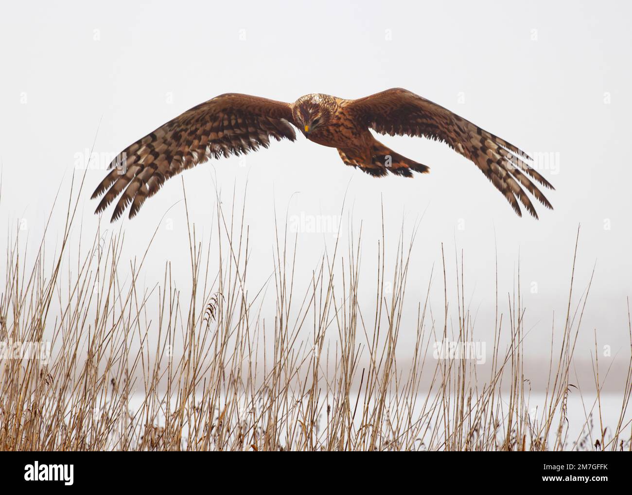Hen Harrier ( Circus cyaneus ) hunting over cane. Spread wings. Looking ...