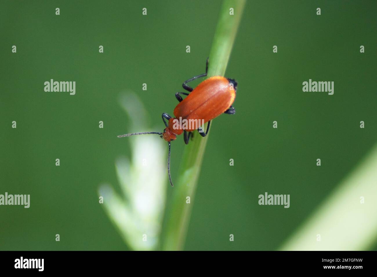 Fire beetle hi-res stock photography and images - Alamy
