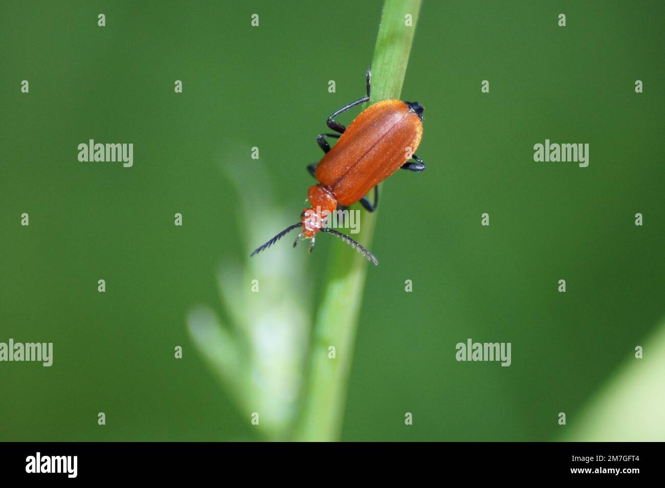 red headed fire beetle walks in the grass Stock Photo - Alamy