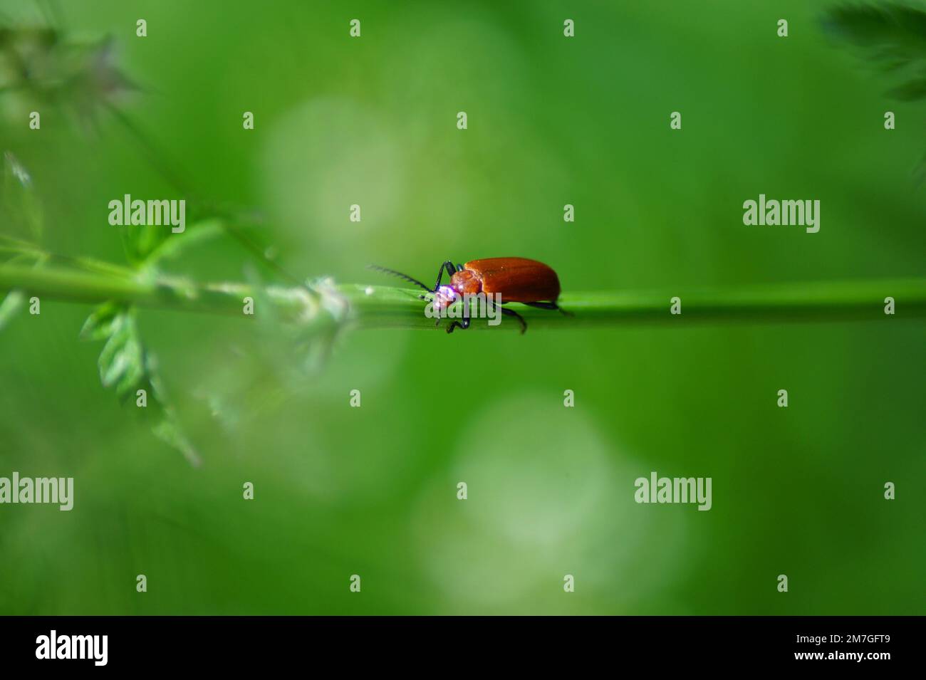 red headed fire beetle walks in the grass Stock Photo - Alamy