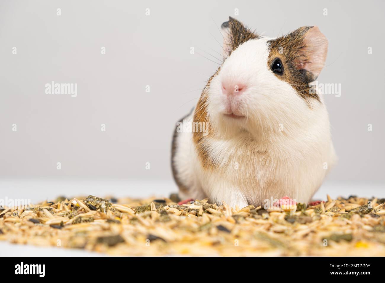 A small guinea pig sits near the feed on a white background Stock Photo ...