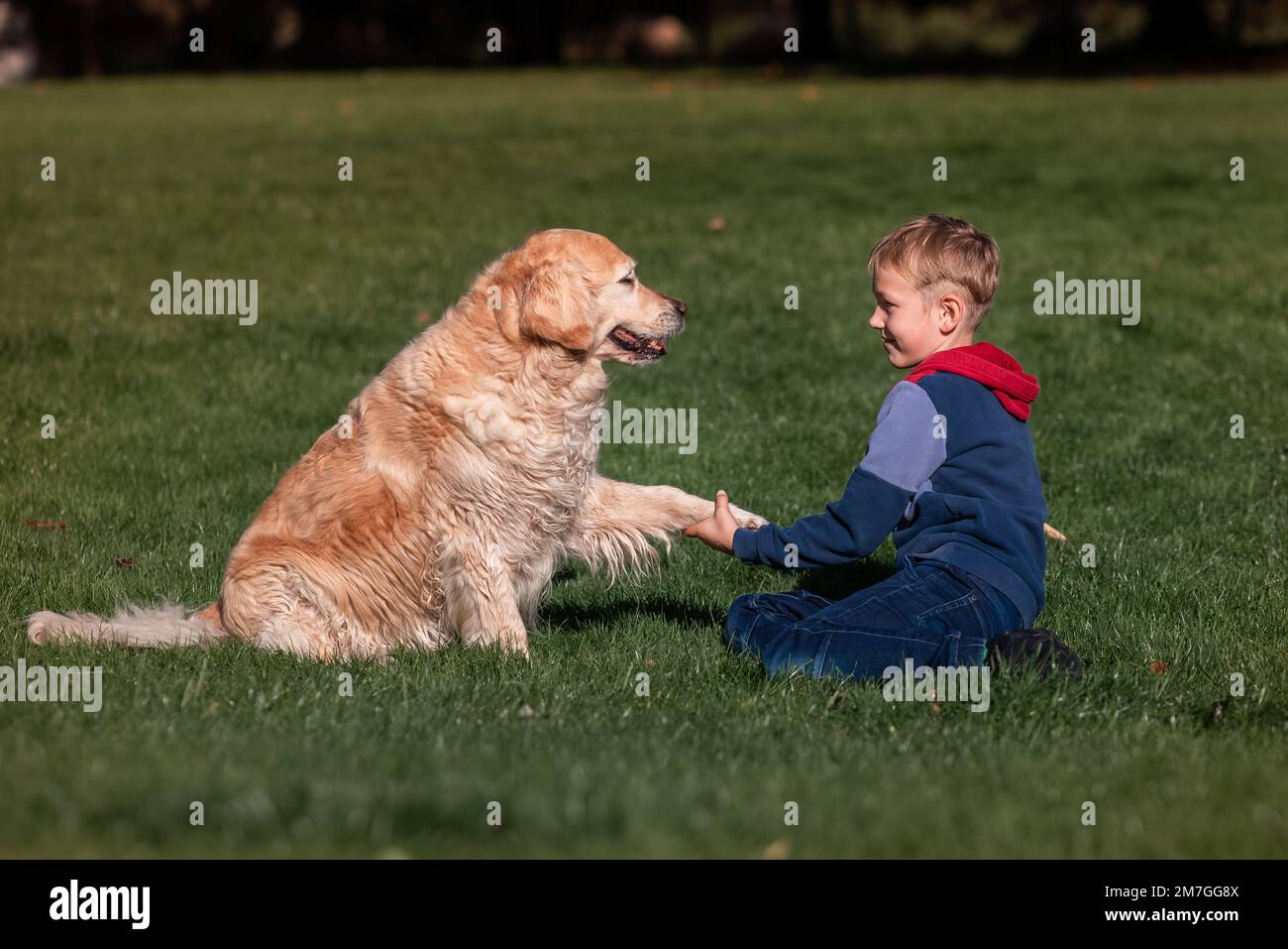 Little boy playing and training golden retriever dog in the field in ...