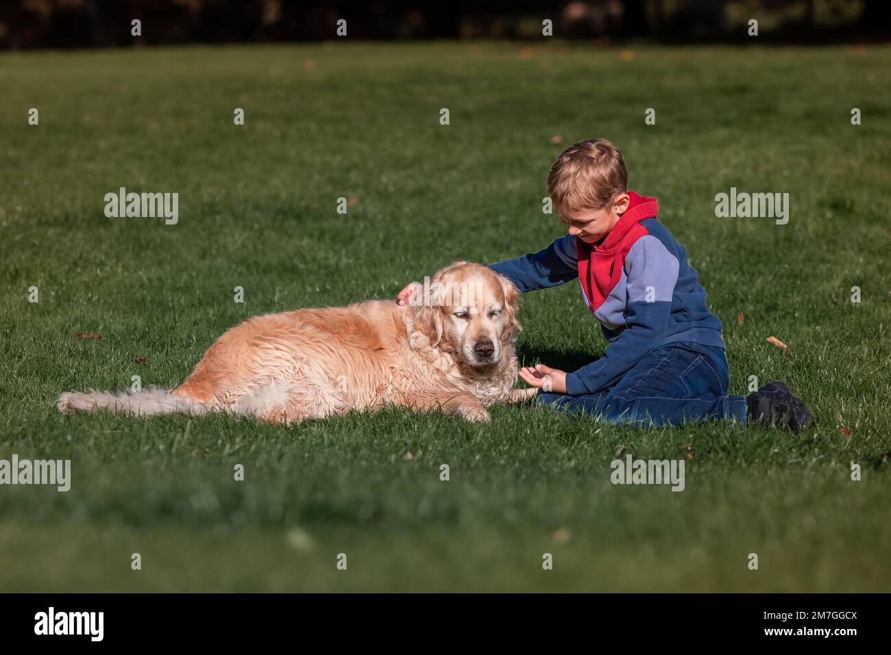 Little boy playing and training golden retriever dog in the field in ...