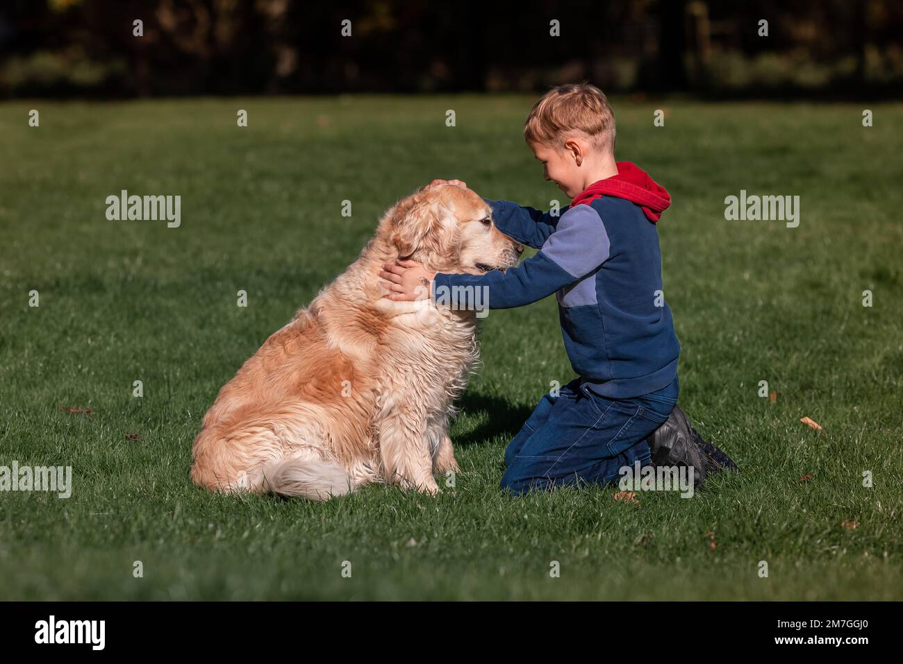 Little boy playing and training golden retriever dog in the field in ...