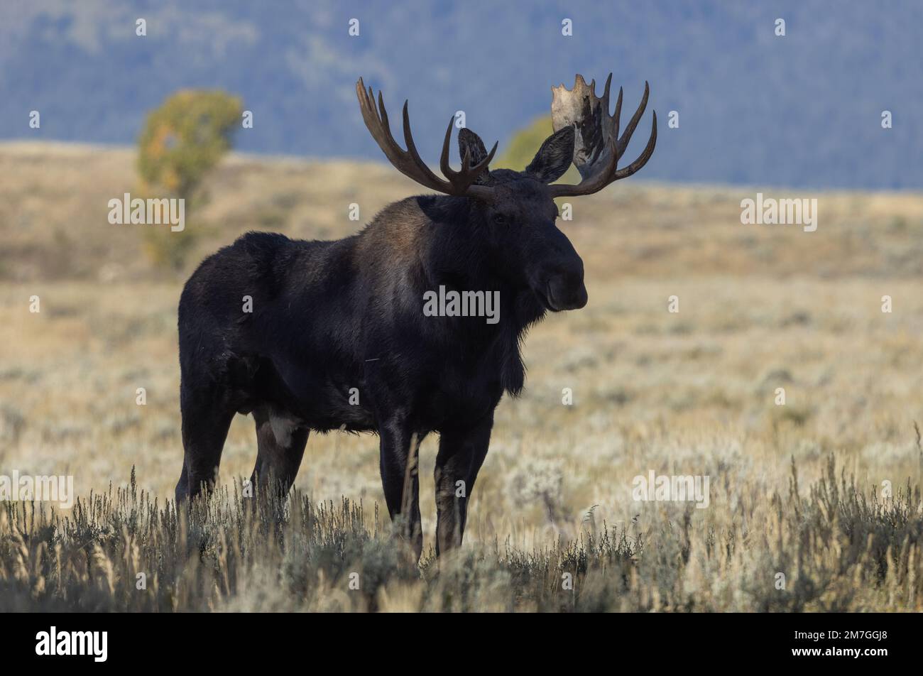 Bull Moose During the Rut in Wyoming in Autumn Stock Photo - Alamy