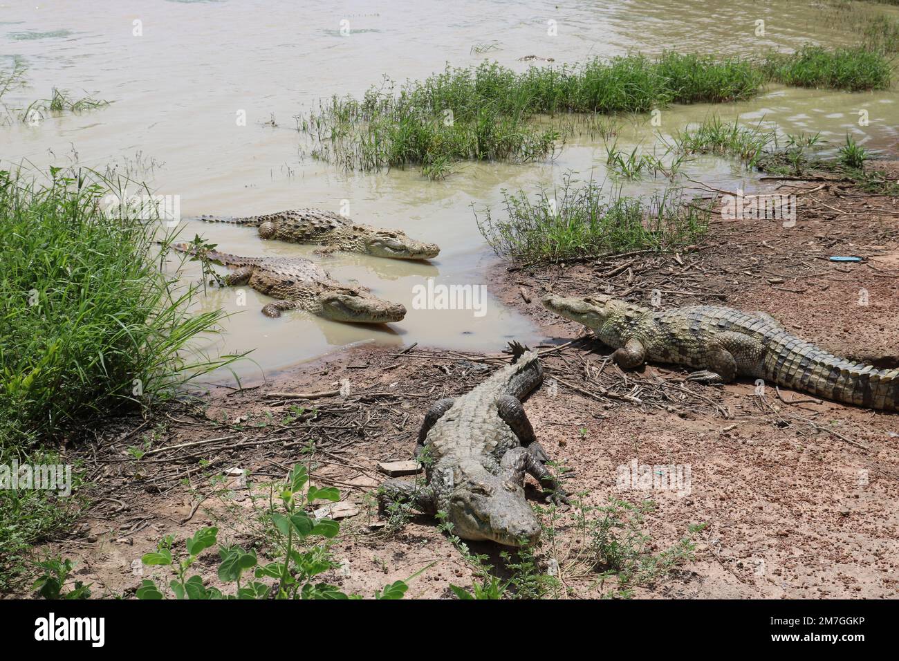 Four crocodiles on the river bank Stock Photo - Alamy