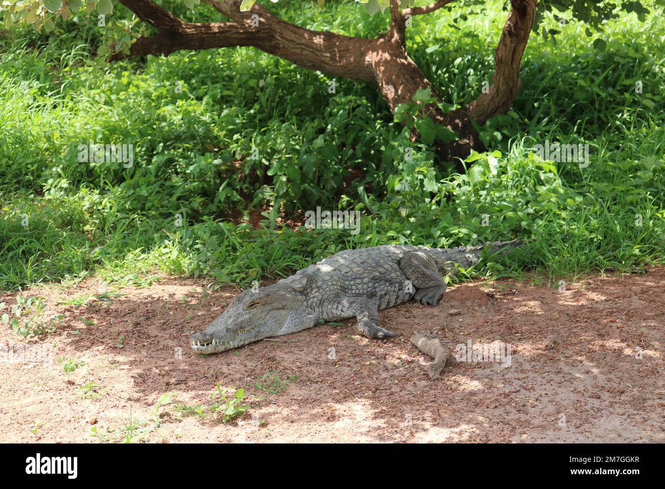 a crocodile under the green trees Stock Photo - Alamy
