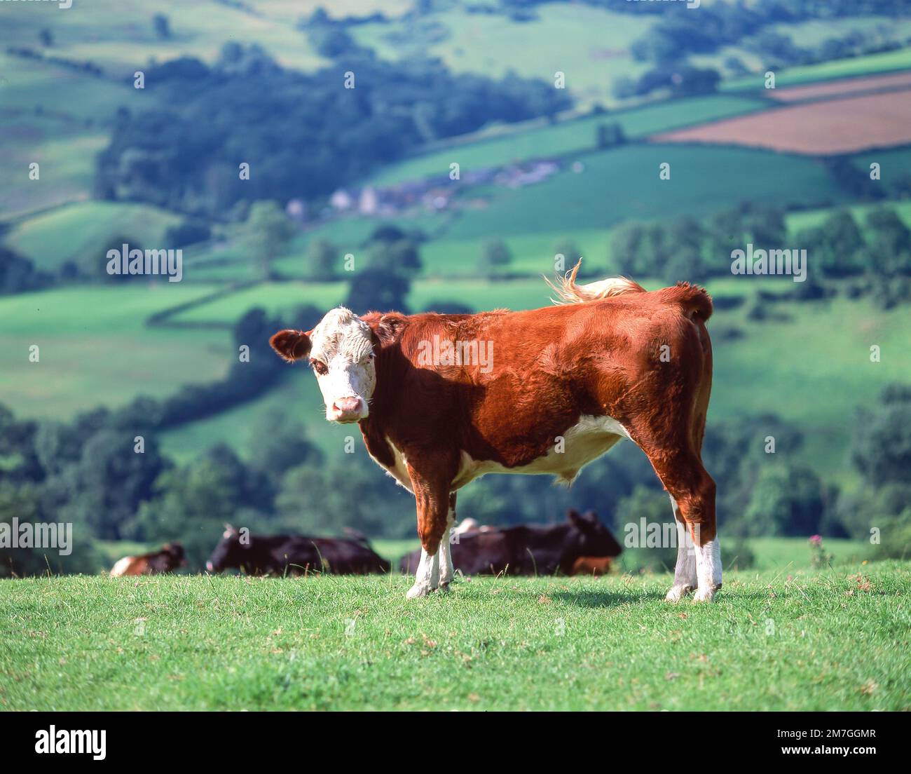 A Hereford calf in field near Bath, Somerset, England, United Kingdom ...