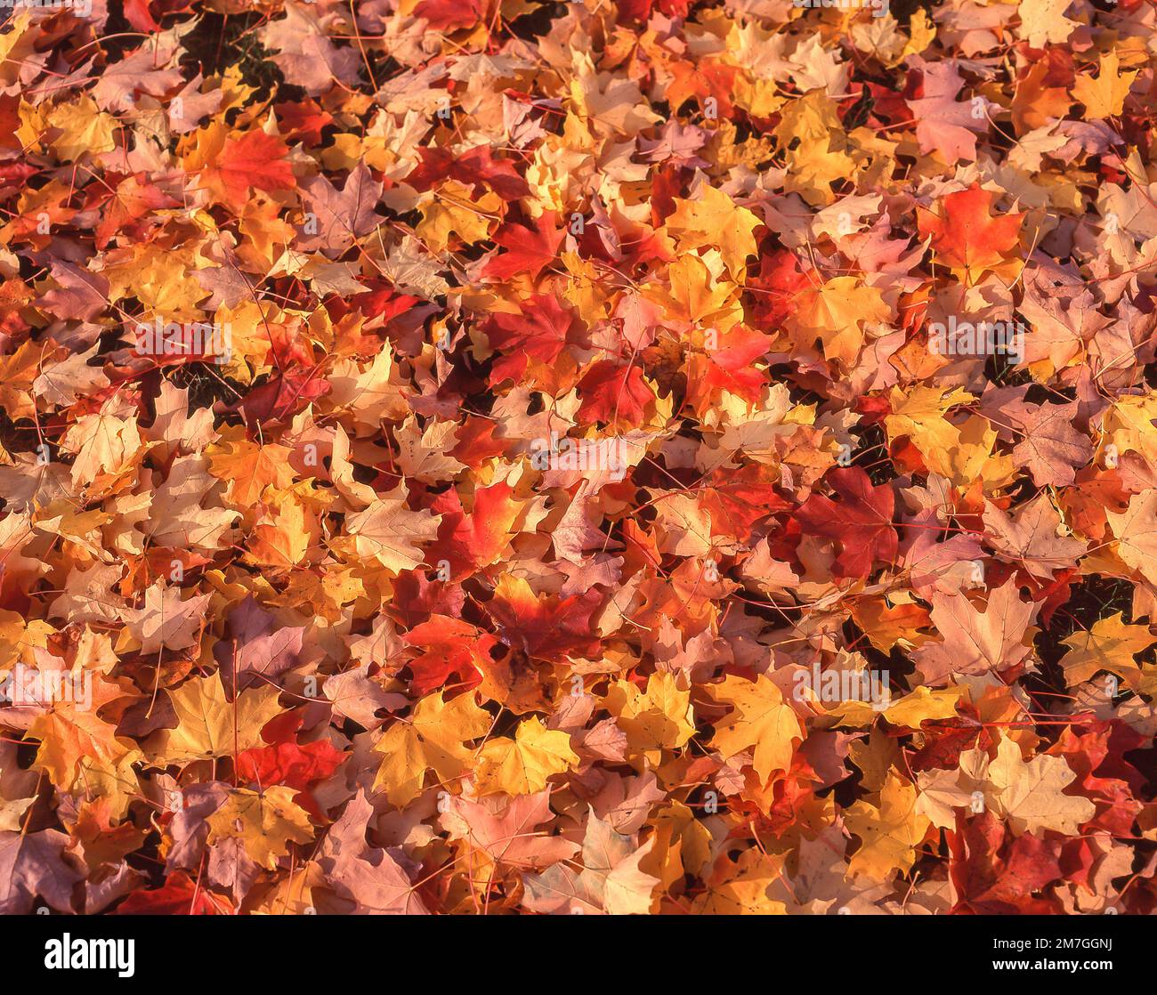 Autumn fall leaves national hi-res stock photography and images - Alamy