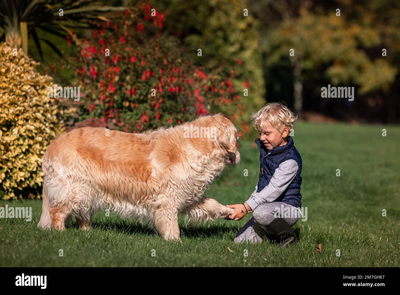 Little boy playing and training golden retriever dog in the field in ...