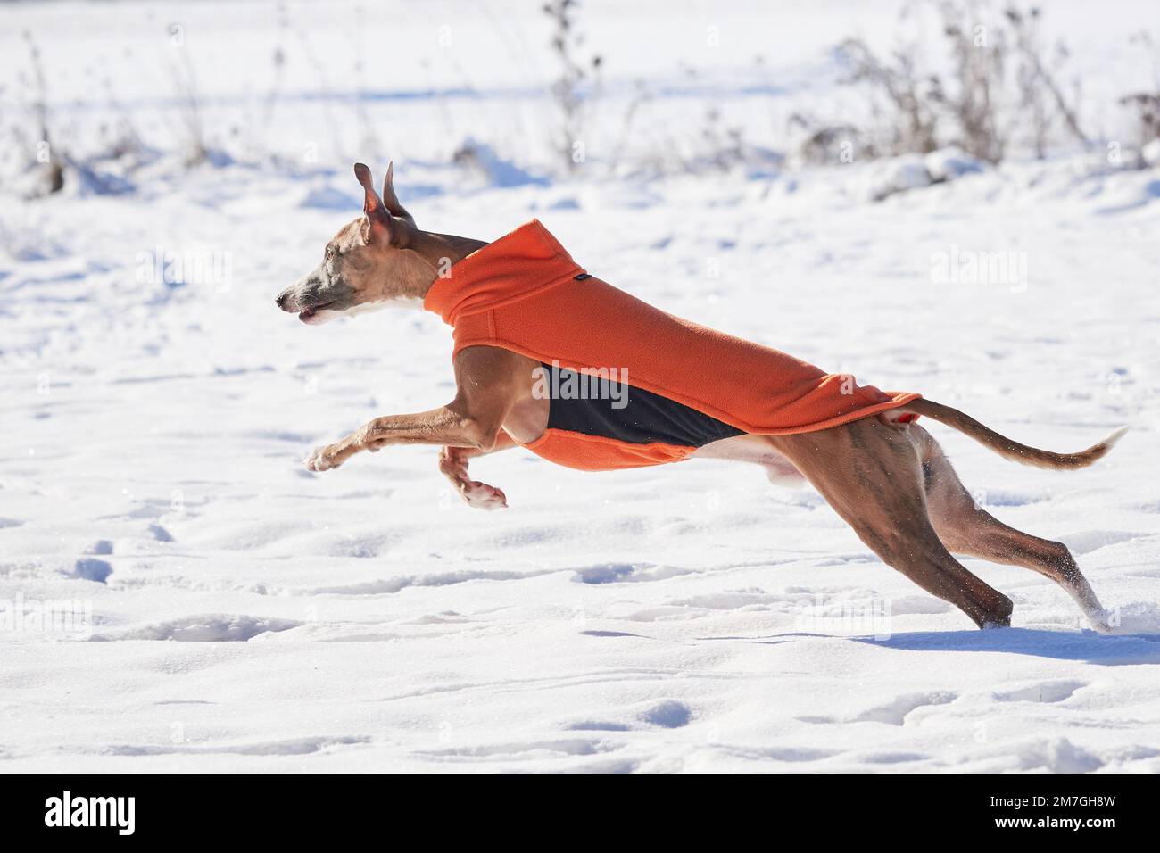 English whippet hi-res stock photography and images - Alamy